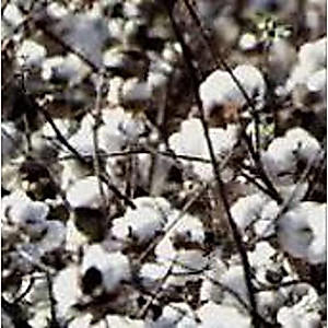American Upland Cotton Seeds (20+ Seeds) | Non GMO | Vegetable Fruit Herb Flower Seeds for Planting | Home Garden Greenhouse Pack