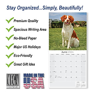 2023 2024 Brittany Spaniel Calendar - Dog Breed Monthly Wall Calendar - 12 x 24 Open - Thick No-Bleed Paper - Giftable - Academic Teacher's Planner Calendar Organizing & Planning - Made in USA