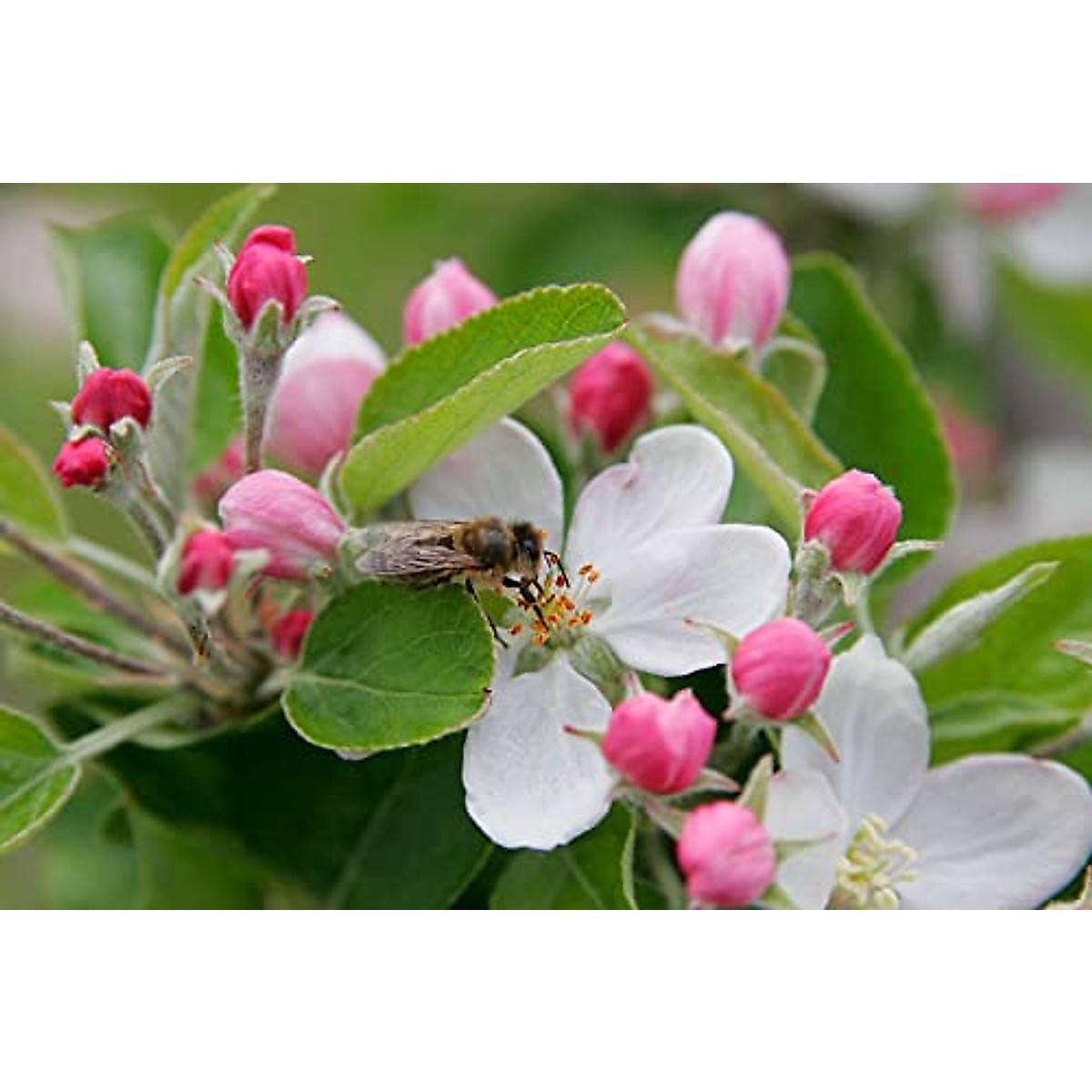 Apple Tree | Seed Grow Kit | The Jonsteen Company