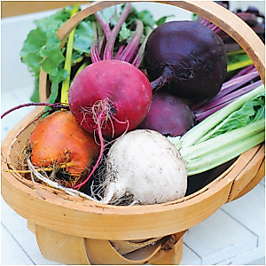 Seed Needs, 1,500+ Rainbow Beet Seed Mixture - 8 Variety Heirloom Mix (Beta vulgaris) Bulk Non-GMO