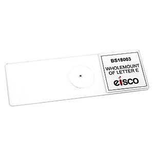 EISCO Wholemount of Letter 'e', Prepared Microscope Slide - 75 x 25mm - Introductory Microscopy