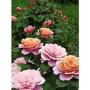 30 Rare Seeds-Distant Drums Hardy Rose Seeds-#1034-Authentic Seeds-Flowers--Rose Seeds-Herb Seeds-Vegetable Seeds-Mix Seeds for Plant-B3G1