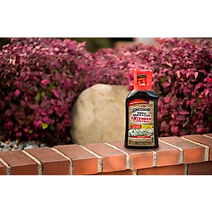 Spectracide Weed and Grass Killer with Extended Control Concentrate, 32 Ounces, with Accumeasure System