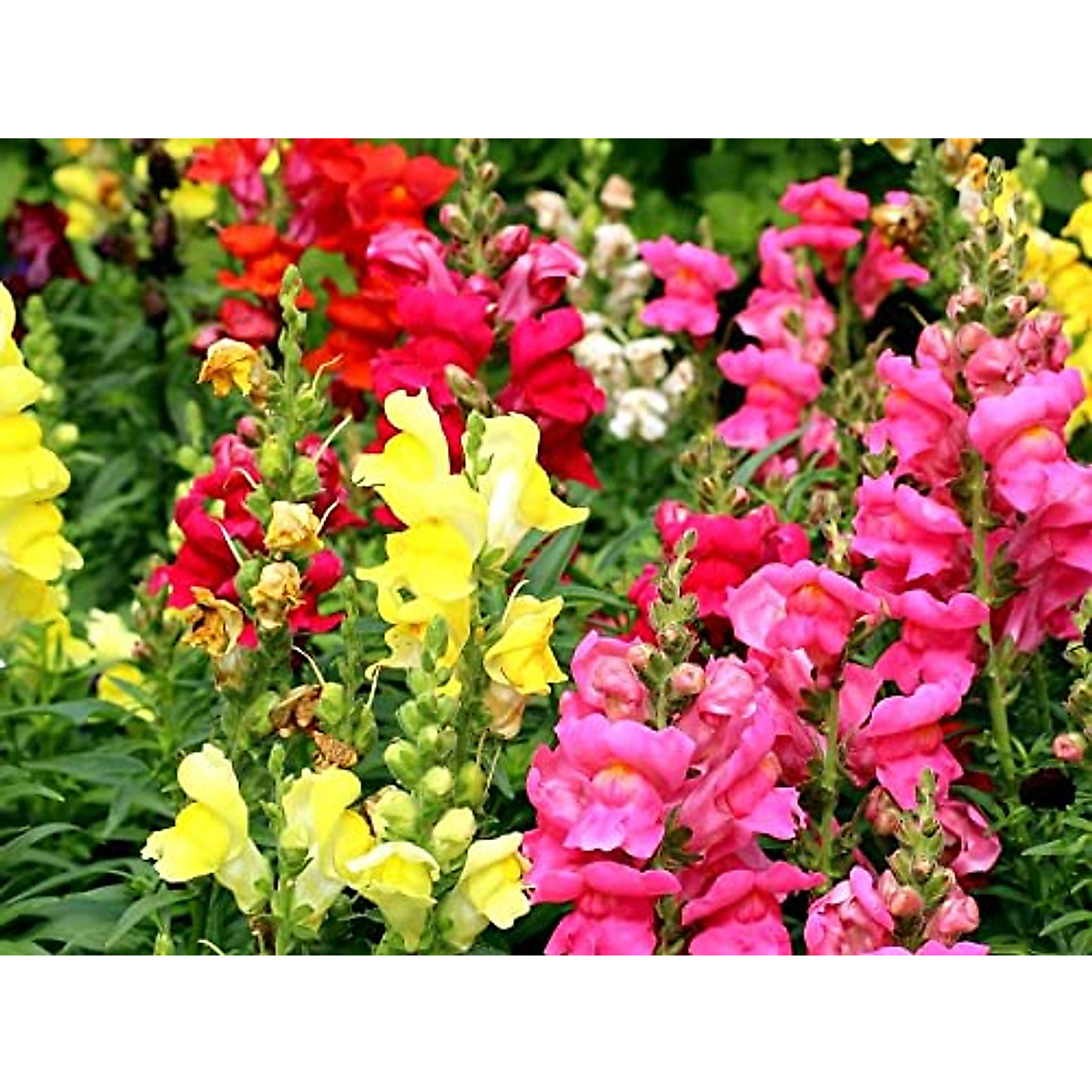 Multicolor Tall Snapdragon Seed Mix 1000+ Seeds for Planting Non-GMO