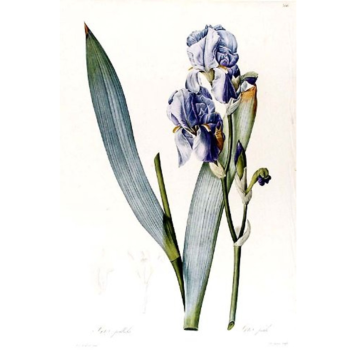 Iris Pallida