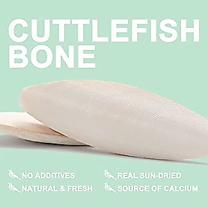 Mivofun Cuttlebone for Birds Parakeets Canaries Cockatiels Small Conures Mynahs Toucans African Greys All Parrots Snails Totoise,Natural Cuttlefish Bone with Holder for Bird Cage (4"-5"-2 Per Pack)