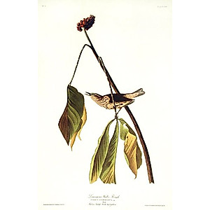 Louisiana Water Thrush. From"The Birds of America" (Amsterdam Edition)