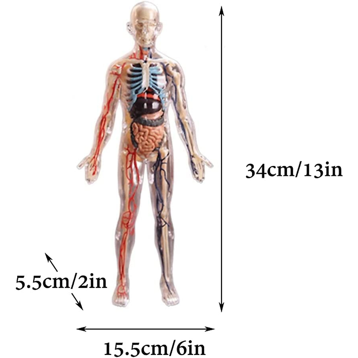 Anatomy Model Skeleton Model Human Model Human Internal Organs Organs Model Neurovascular Teaching Anatomy Model Removerable Human Torso Anatomy Model