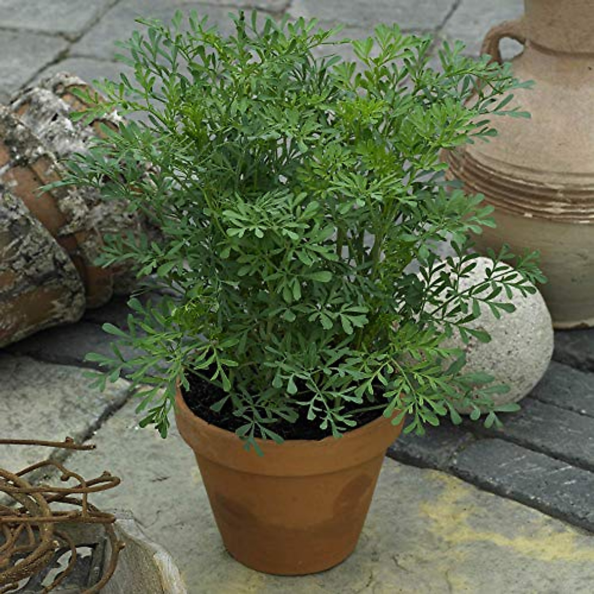 Outsidepride Ruta Graveolens Rue Herb & Flower Garden Plants - 1000 Seeds