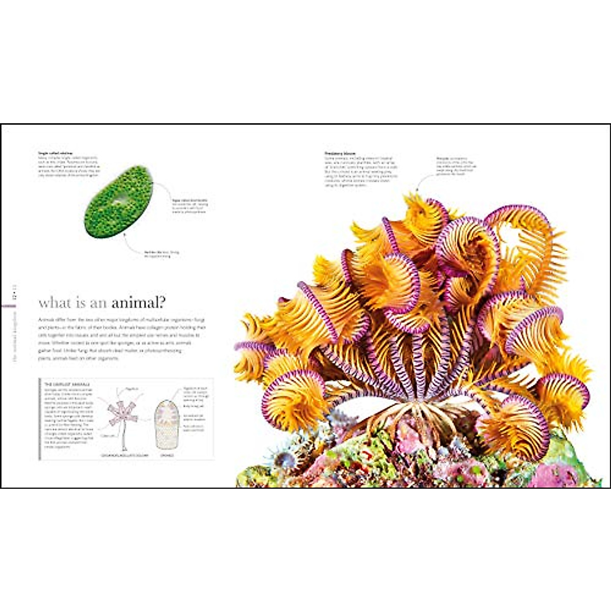 Zoology: Inside the Secret World of Animals (DK Secret World Encyclopedias)