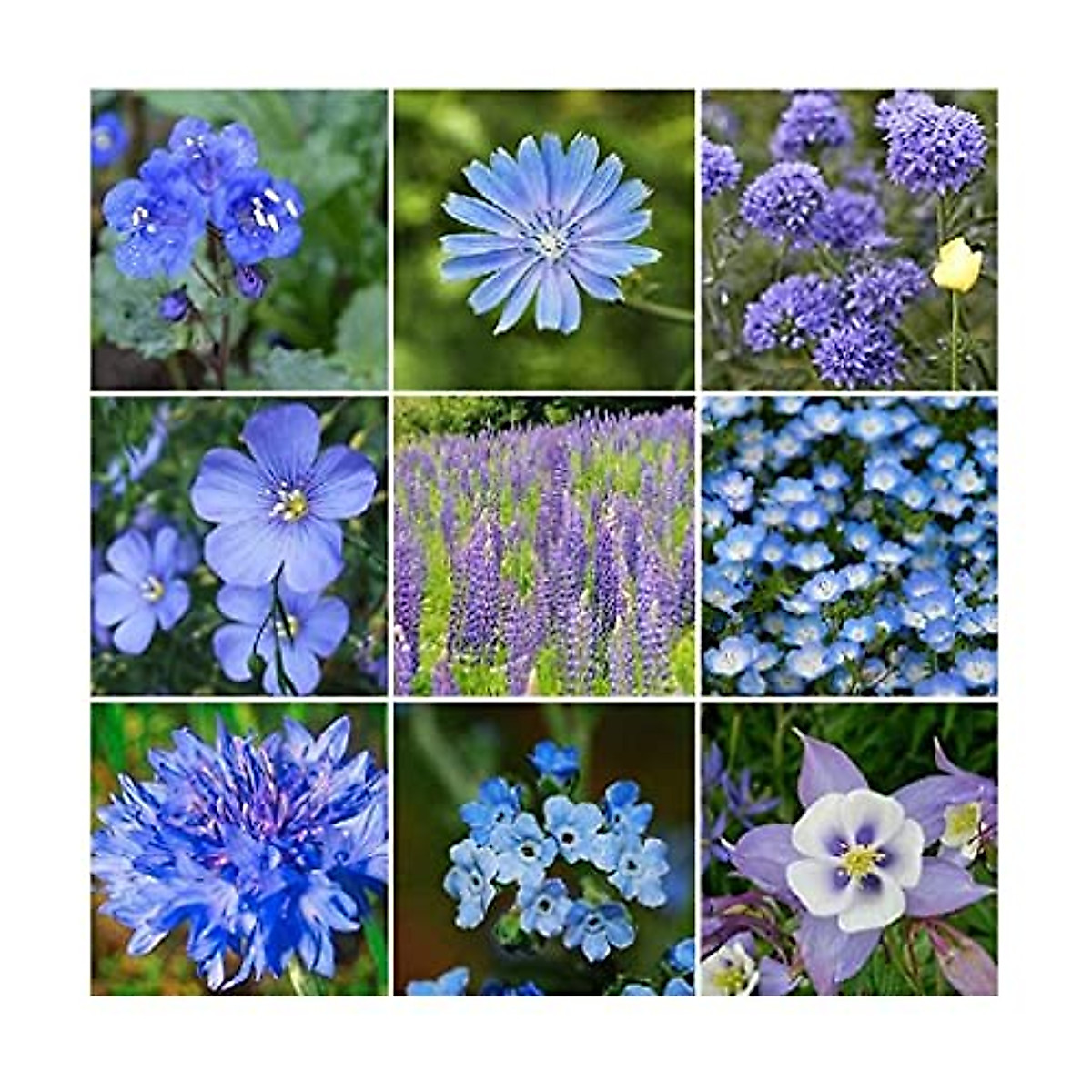 David's Garden Seeds Wildflower Singing The Blues Mix FBA-00079 (Blue) 200 Non-GMO, Heirloom Seeds