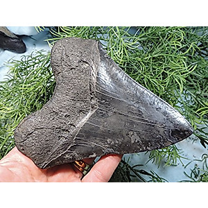 Massive 5 1/4'' Megalodon Tooth. Impressive!!