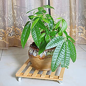 Cedilis 3 Pack Plant Caddy, Bamboo Plant Stand with Rolling Wheels, Mobile Flower Pot Mover Roller, Heavy Duty Plant Pot Pallet Dolly Caster for Patio Outdoor, Holds up to 100 Lbs, 12 Inch Square