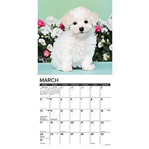 Willow Creek Press Bichon Frise Puppies Monthly 2024 Wall Calendar (12" x 12")
