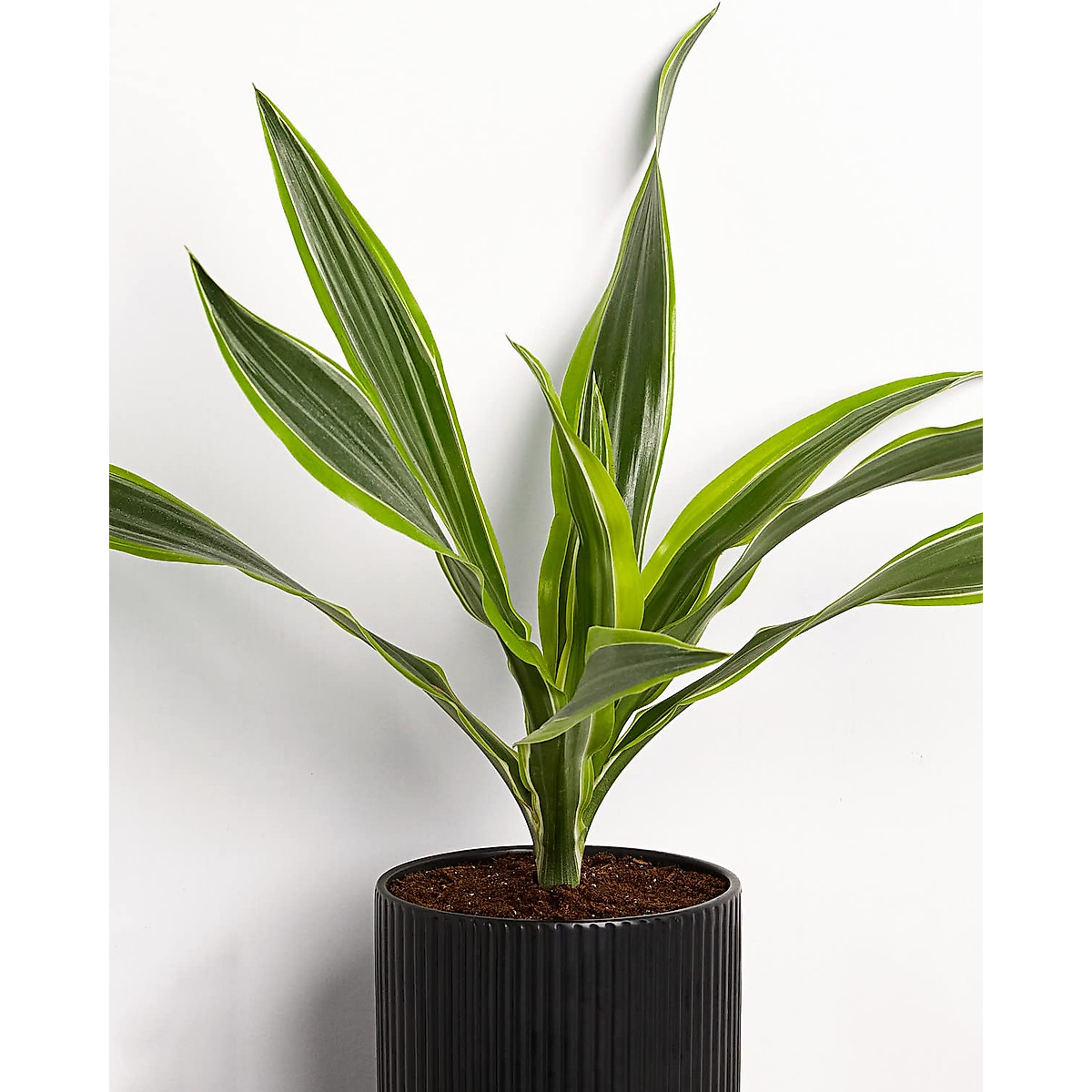 Greendigs Lemon Lime Dracaena Plant in Black Ceramic Fluted 5-Inch Pot - Houseplant Pre-Potted with Premium Soil