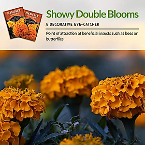 Survival Garden Seeds - Crackerjack Marigold Seed for Planting - Packet with Instructions to Plant and Grow in Your Home Vegetable Garden - Non-GMO Heirloom Variety