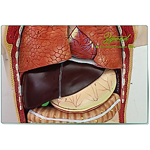 Professional Medical Anatomy of Human Organ System Trunk Thoracic Cavity Structure Model of The Internal Organs