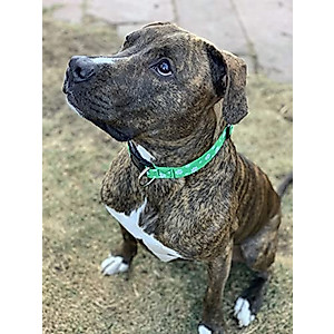 Native Pup St. Patrick's Day Dog Collars (Large, Lucky Shamrock)