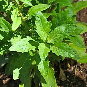 300 Epazote Seeds Mexican Herb Seeds for Planting Garden