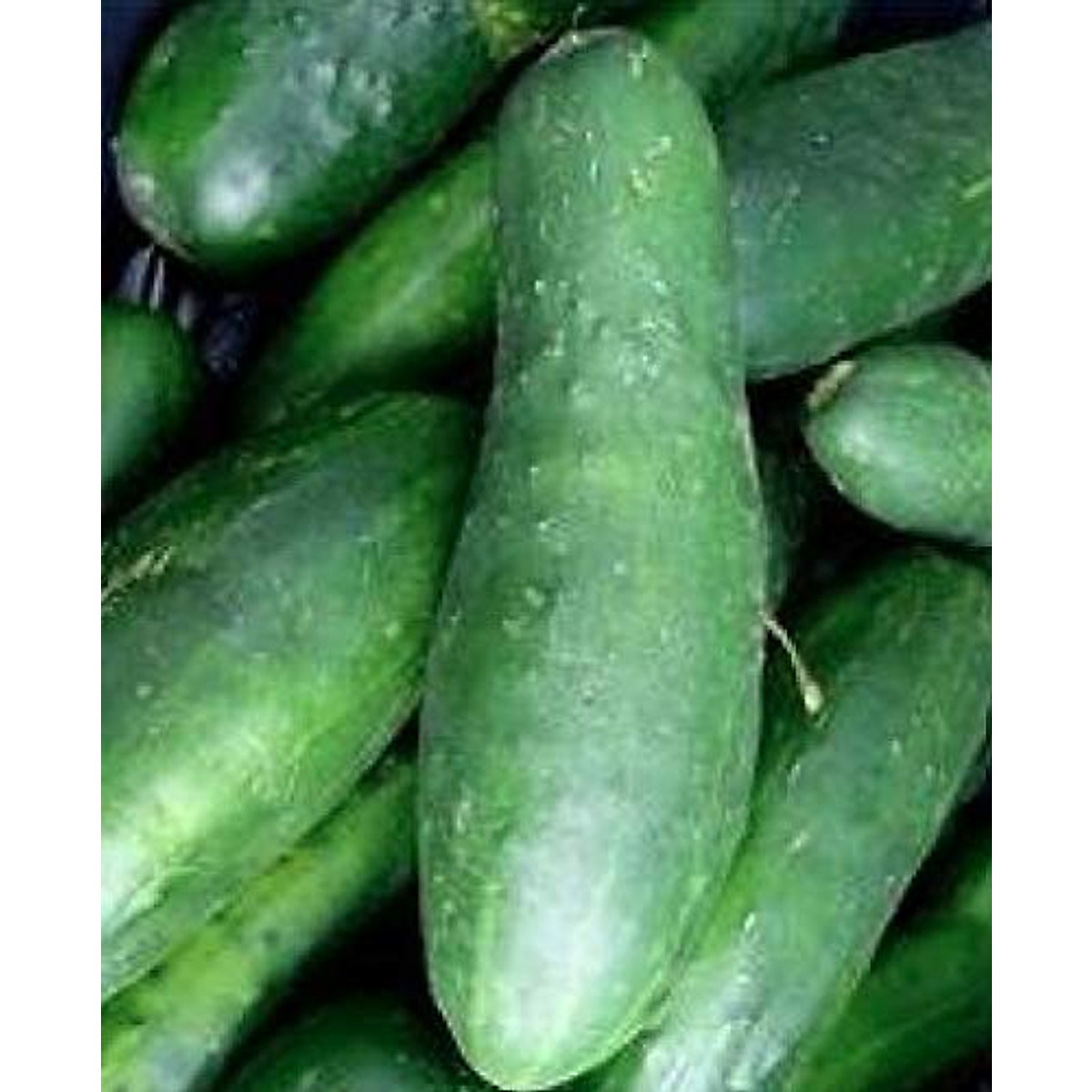 Ashley Slicing Cucumber Seeds for Planting, 50+ Heirloom Seeds Per Packet, (Isla's Garden Seeds), Non GMO Seeds, Botanical Name: Cucumis sativus, Great Home Garden Gift