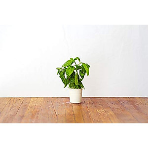 Click and Grow Smart Garden Basil Plant Pods, 3-Pack