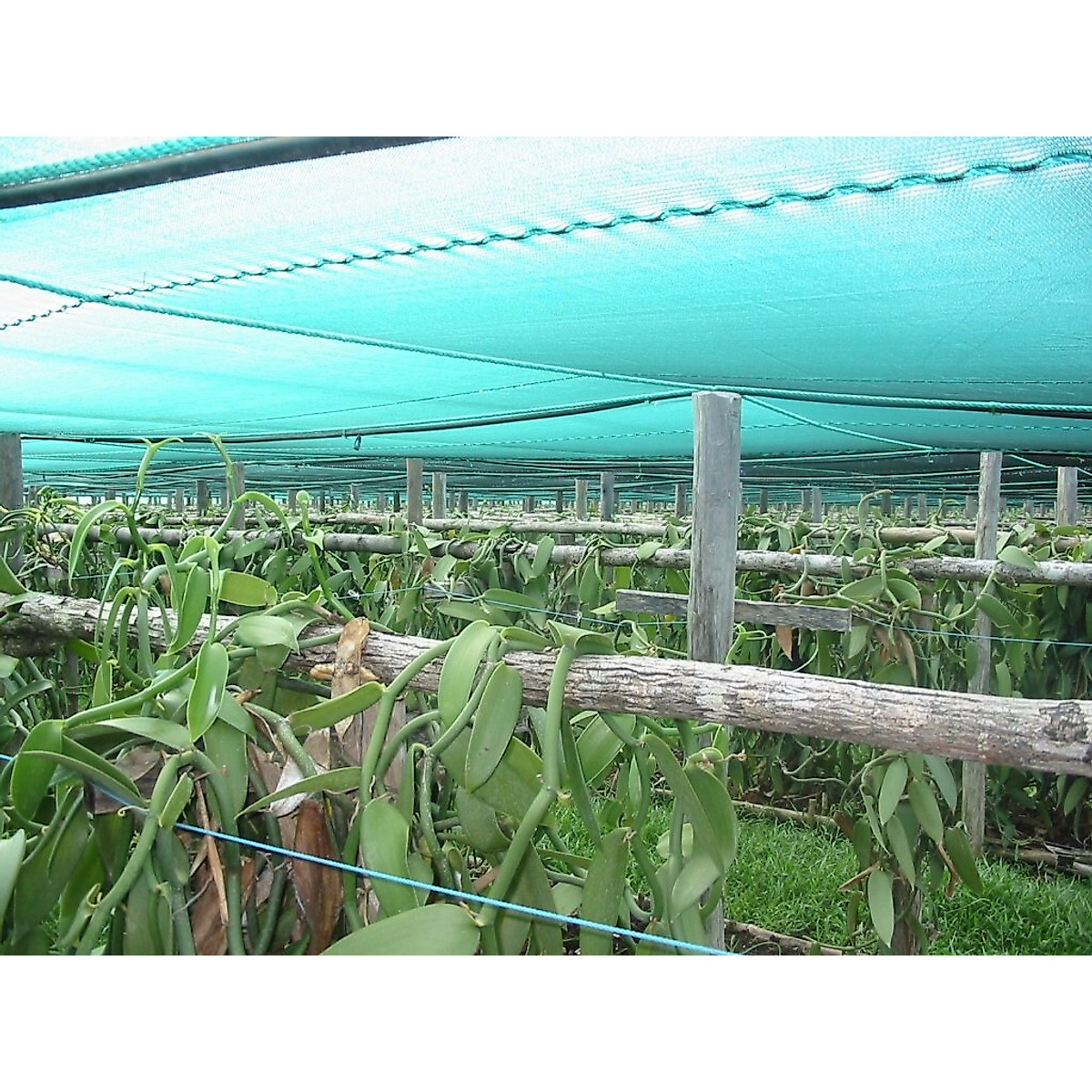 25 Tahitian Extract Grade B Vanilla Beans 4~6" by Vanilla Products USA