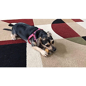 KATHMANDU'S - Authentic Himalayan Cheese Dog Chews - for Small Dogs (Pack of 15) - for Improved Dental Hygiene & Protein-Rich Nutrition, No Preservatives