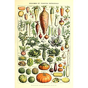 Meishe Art Poster Print Vintage Biology Botanical Science Wall Decor Sea Creature Animals Seashell Fish Marine Life Vegetables Birds Feather Butterflies Breeds Species Identification Set of 6pcs