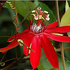 Scarlet Flame Red Passion Flower Vine Live Plant Passiflora Hybrid Starter Size 4 Inch Pot Emeralds TM