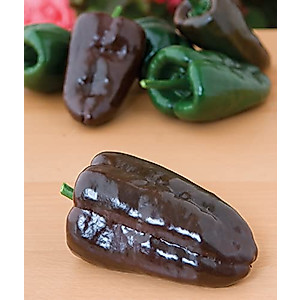 Burpee Poblano' (Ancho) 4" Heart-Shaped Dark Green to Red Peppers, 100 Seeds