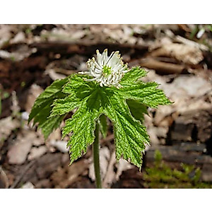 Goldenseal Plant Bare Roots Perennial for Planting - 12 Roots Planting Growing Outdoor Indoor Perennial Ornaments Can Grow Pots Gift Garden