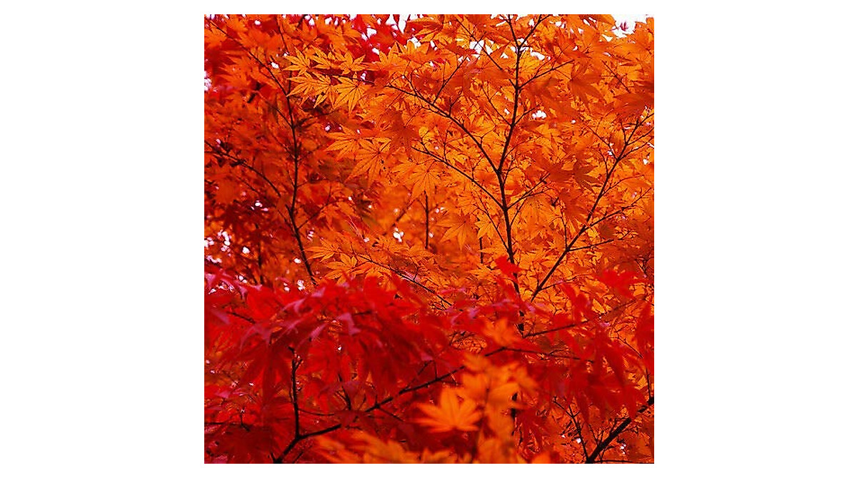 Carolina RED Scarlet Maple Tree Seeds - Vibrant Foliage & Wildlife