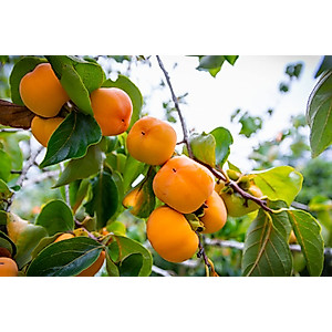 10 Persimmon Bonsai Tree Seeds - Made in USA, Ships from Iowa - Popular Outdoor Tree or Bonsai