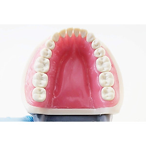 Dental Teaching Study Typodont Model 200 Style Kilgore Nissin Removable Teeth