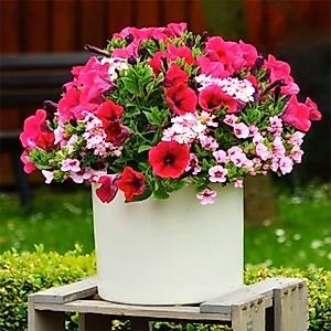 5200+ Petunia Seeds Grandiflora Flowers Mixed Rainbow Color for Bonsai Planting Home Garden House Plant Flower Seed Mix Color