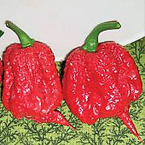 Carolina Reaper Hot Peppers (Red) World's Hottest Pepper Seeds (20+ Seeds) | Non GMO | Vegetable Fruit Herb Flower Seeds for Planting | Home Garden Greenhouse Pack