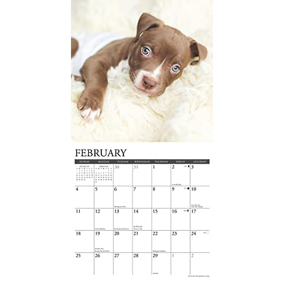 Just American Pit Bull Terrier Puppies 2024 Calendar