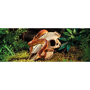 Exo Terra Terrarium Decor Buffalo Skull
