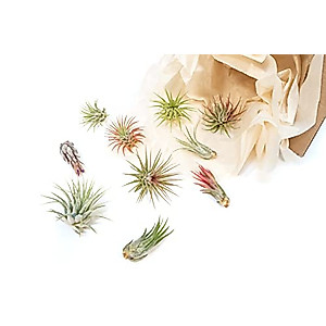 12 Pack Assorted Ionantha Air Plants - Wholesale and Bulk - Succulents - Live Tillandsia - Easy Care Indoor and Outdoor House Plants