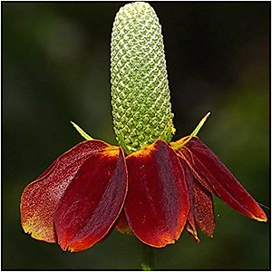 1Package of 25000-500000 Seeds, Perennial Wildflower Mixture (100% Pure Live Seed) Non-GMO Seeds (50g)