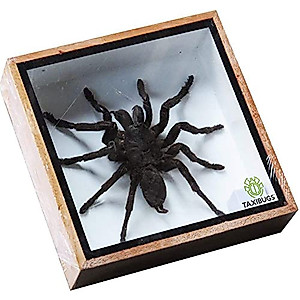 Taxibugs Real EURYPEIMA SPINCRUS Tarantula Spider Taxidermy Boxed Insect Display