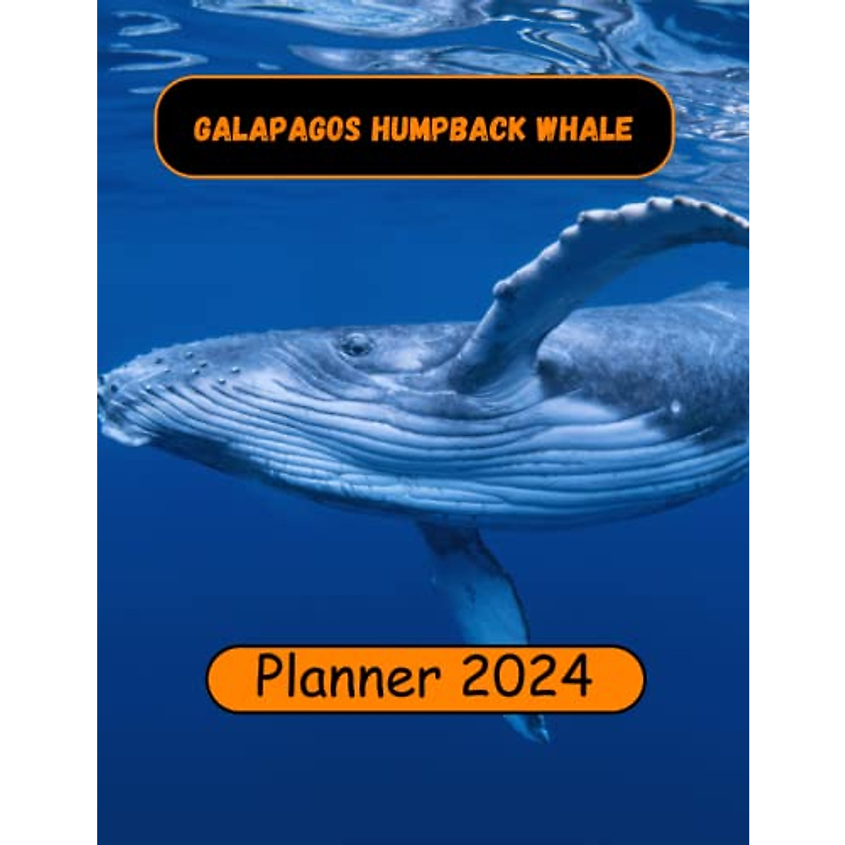 Galapagos Humpback Whale Planner 2024