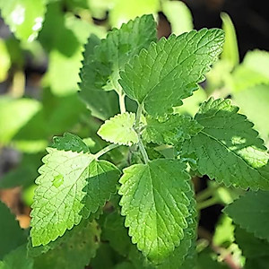 Bonnie Plants Catnip Live Herb Plants - 4 Pack, Pet Friendly, Grows Great In Containers, Fresh For Cats & Dries For Cat Sachets