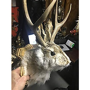 Jackalope Shoulder Head Mount Taxidermy Mounted 4 Point Antlers Professionally Done (Bailey)