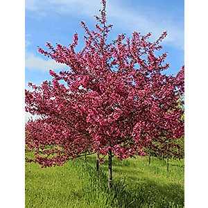 TriStar Plants - Prairie Fire Flowering Crabapple - 1 Gallon Trade Pot, 2'ft Tall, Malus Prairifire, Fall Color, Vibrant Blooms, Fast Growing Trees