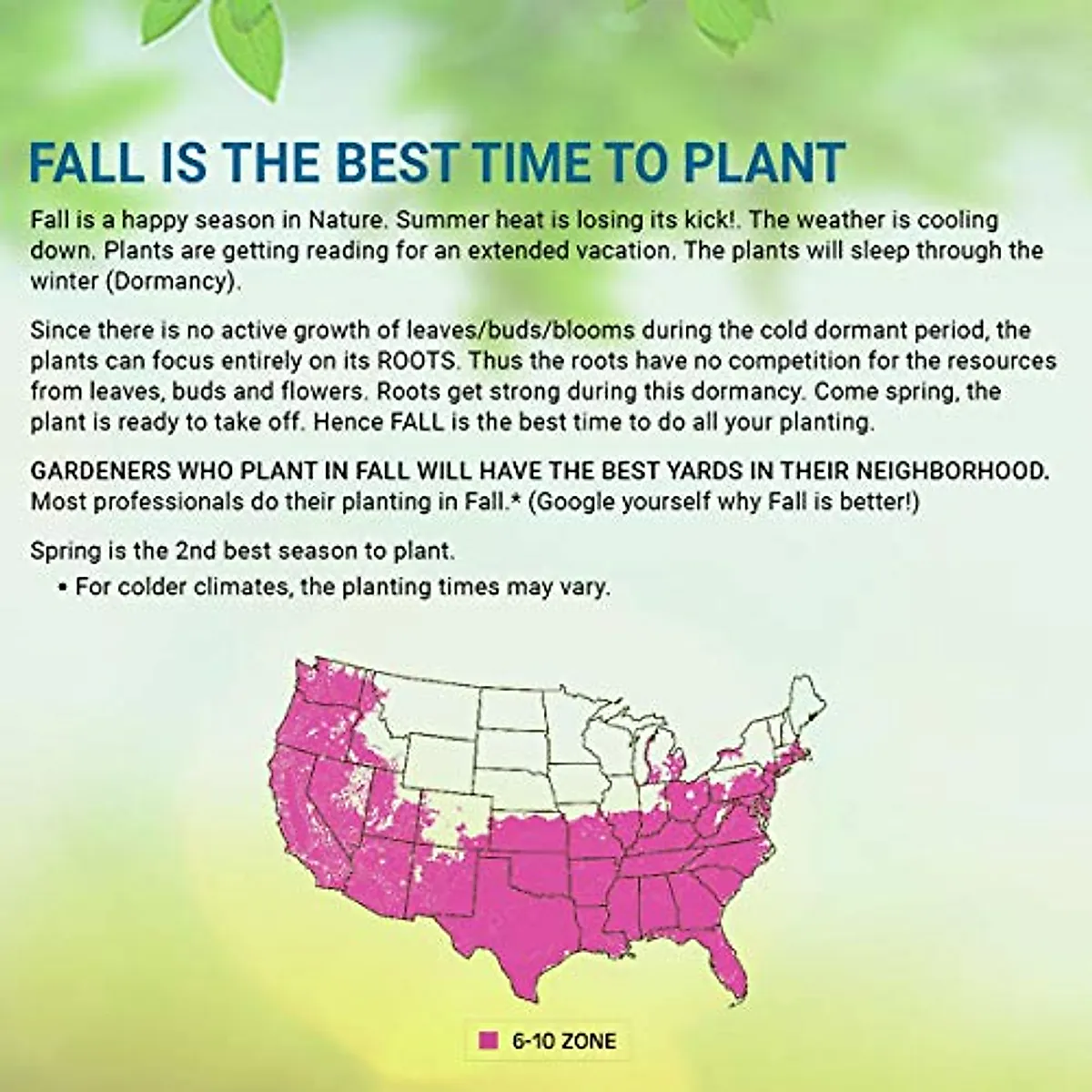 Pixies Gardens (1 Gallon) Cabernet Sauvignon Grape is A Small Round Black Grape for Wine-Making It is One of The Most Renowned Red Wine Grapes.