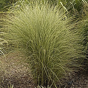 CHUXAY GARDEN Miscanthus Sinensis,Silver Maiden Grass 10 Seeds Hardy Spectacular Plumes Ornamental Grass Home Landscape Easy Grow