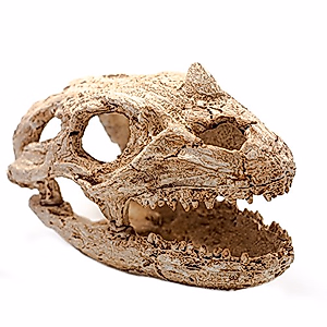 OMEM Natural Reptile Decorative Dinosaur Skull Hideaway Resin Made (L)