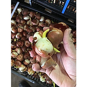 100 All in One Mixture - 50 Tulips Bulbs and 50 Daffodil Bulbs a Colorful Mix of Tulips and Popular Dutch Master Daffodils!