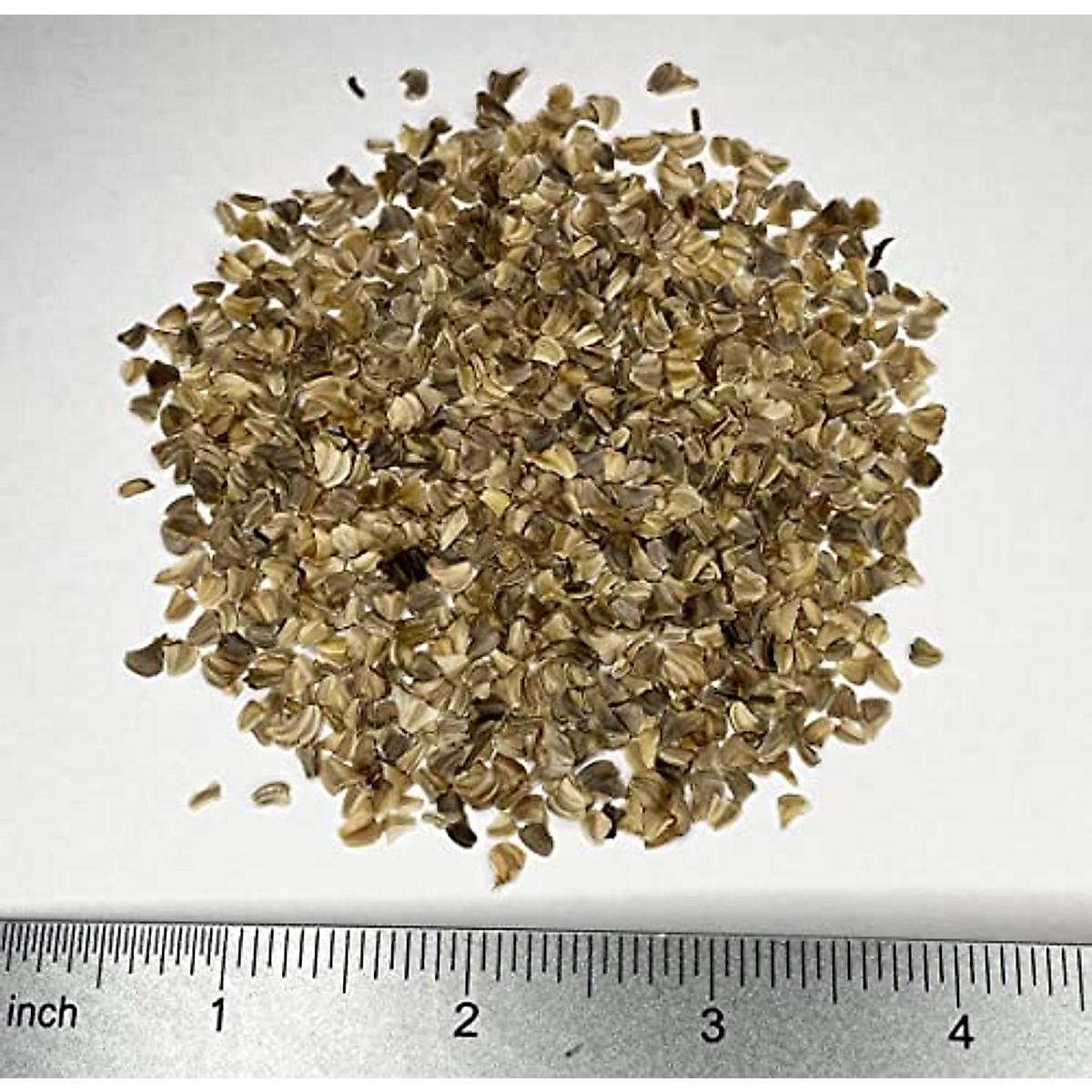 Painted Daisy Seeds for Planting Outdoors, 2.5 Grams of Flower Seeds, Chrysanthemum Carinatum, Tricolor Daisy